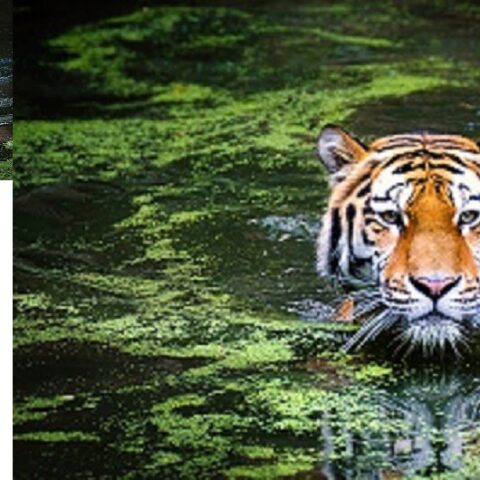 LENGKAP! Inilah Jenis Format Gambar Digital yang Banyak Dipakai Orang